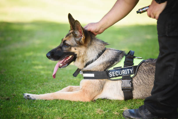 A German Shepard security dog with its handler - LOGIC Intérim, Agence ...